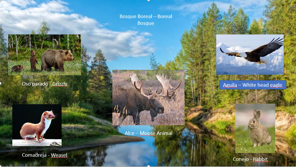 Abdiel Hernandez Cruz 411: Practica 8 Animales de los Biomas