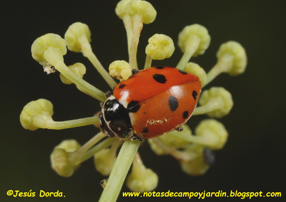 Notas de campo y jardín: Insectos en rojo y negro. Algunos de los ...