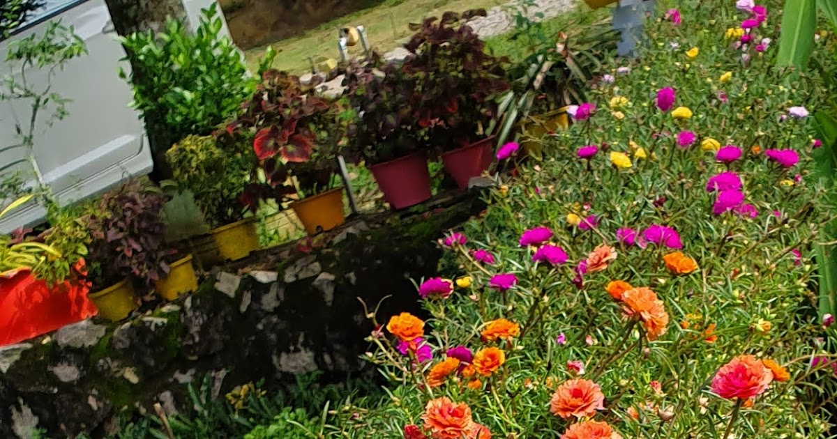 Warisan Petani: Tanam Bunga Rose Jepun