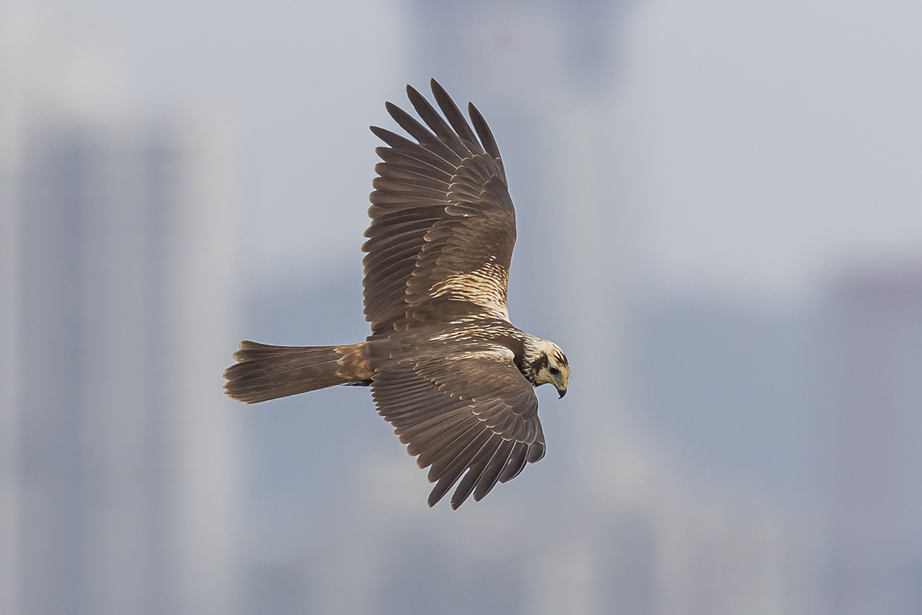 As The Crow Flies - a Hong Kong Birding Blog: Starlings & Harriers ...
