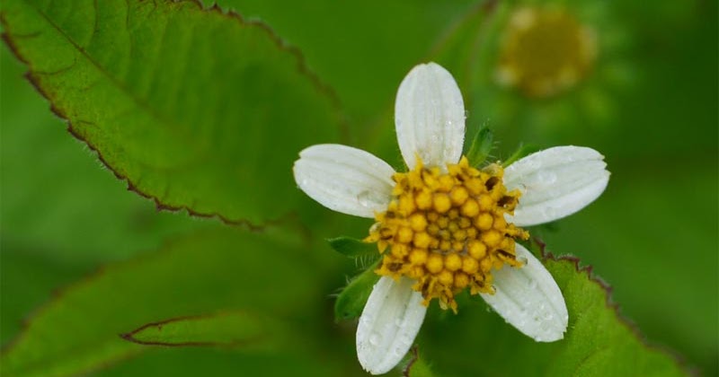 Khasiat Tanaman Ketul