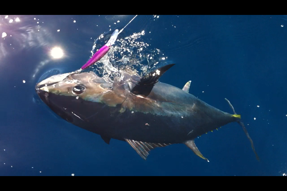 Portland Fishing Charters, Red Hot Fishing Charters, Bluefin Tuna ...