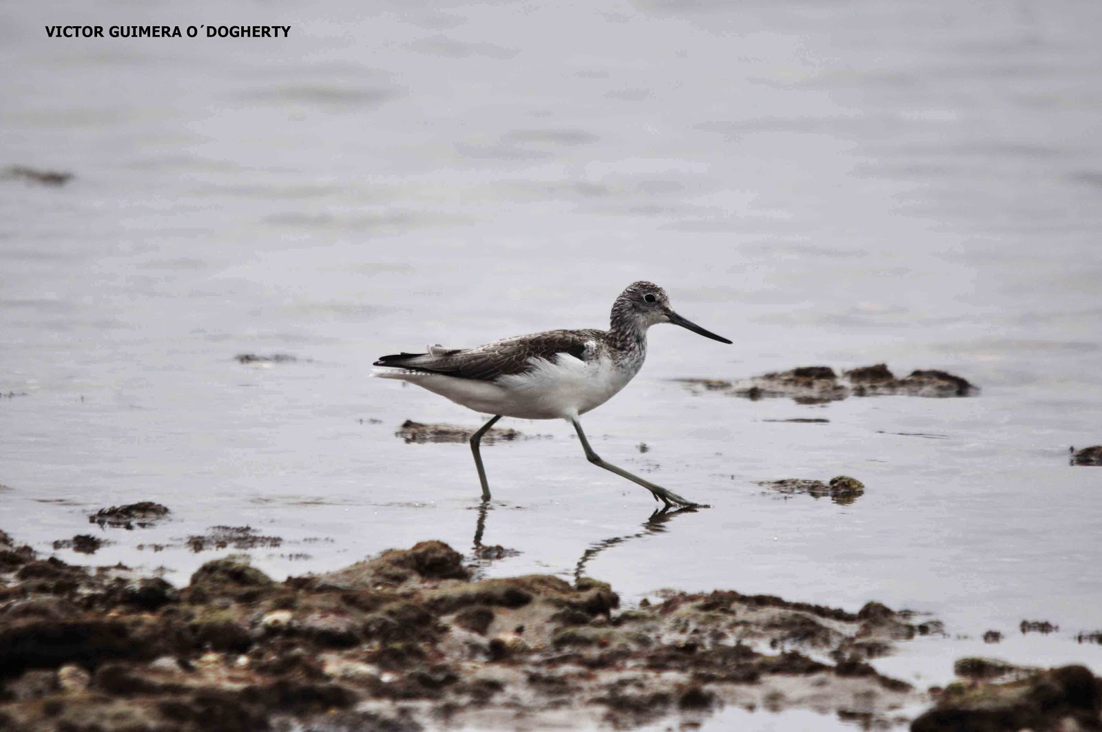 Mis imágenes de aves: DE NUEVO EN LAS MARISMAS DEL ODIEL