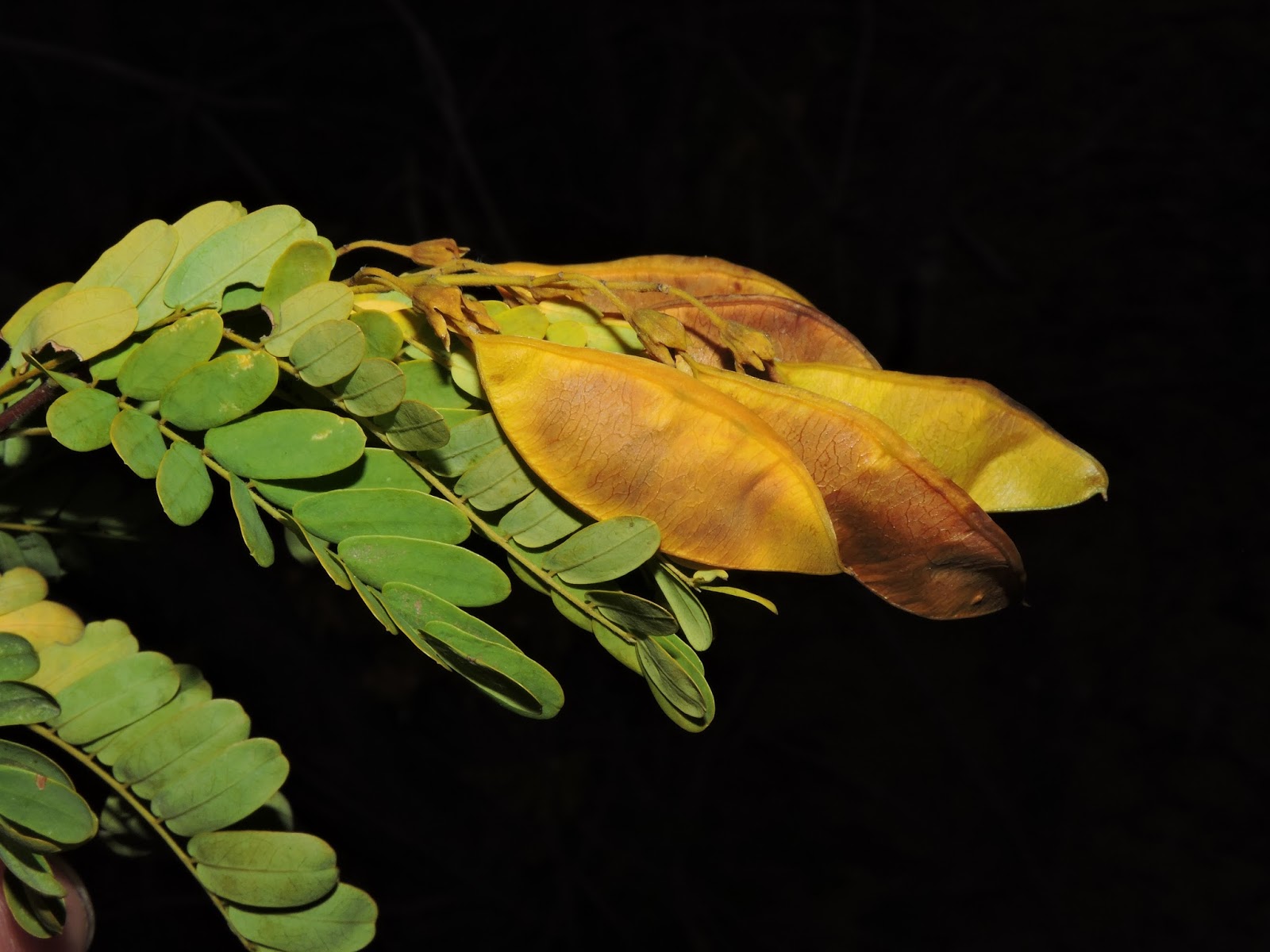 Fabaceae - Leguminosae no Brasil: Fabaceae - Poeppigia densiflora Tul.