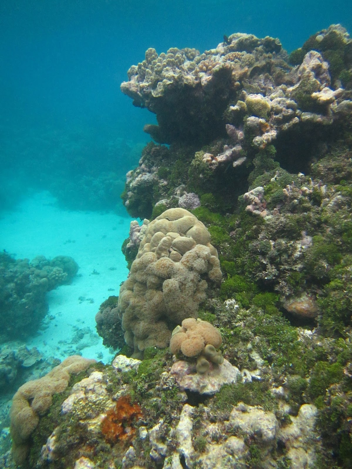 Goin' Feral One Day At A Time: Kitava Island, Milne Bay Province, Papua ...