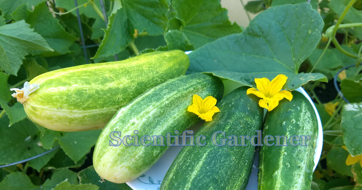 The Scientific Gardener: The Spacemaster Cucumber