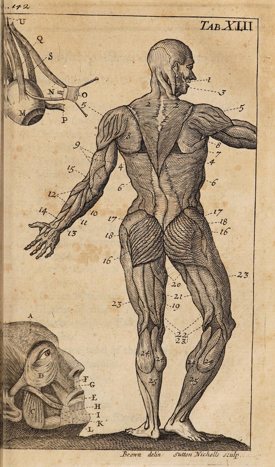 Spencer Alley: The Antique, The Living Model & The Study of Anatomy - II
