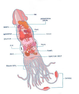 Species Squid Tentacle | Animals In The World