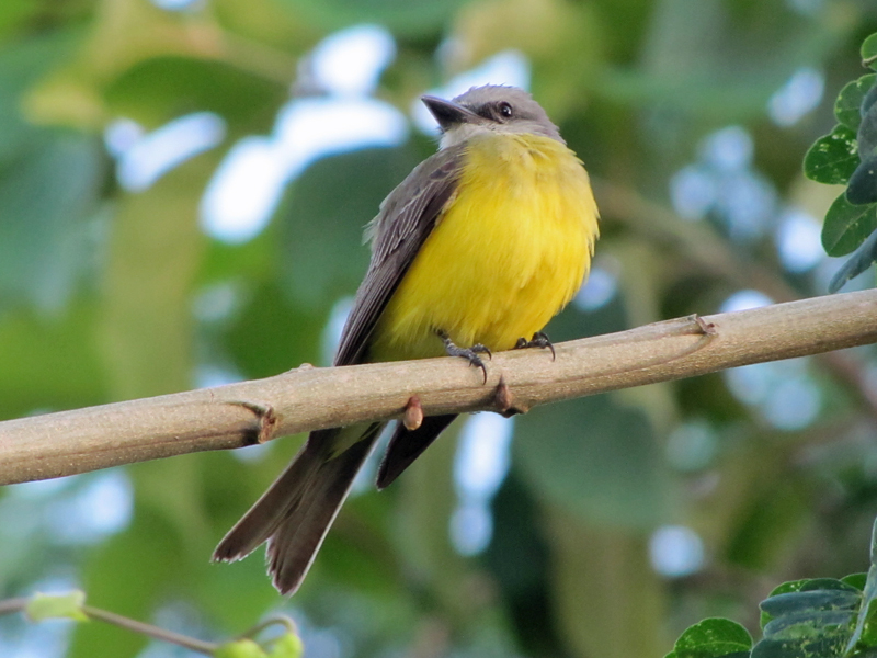 GSM-Blog: Vögel aus Costa Rica