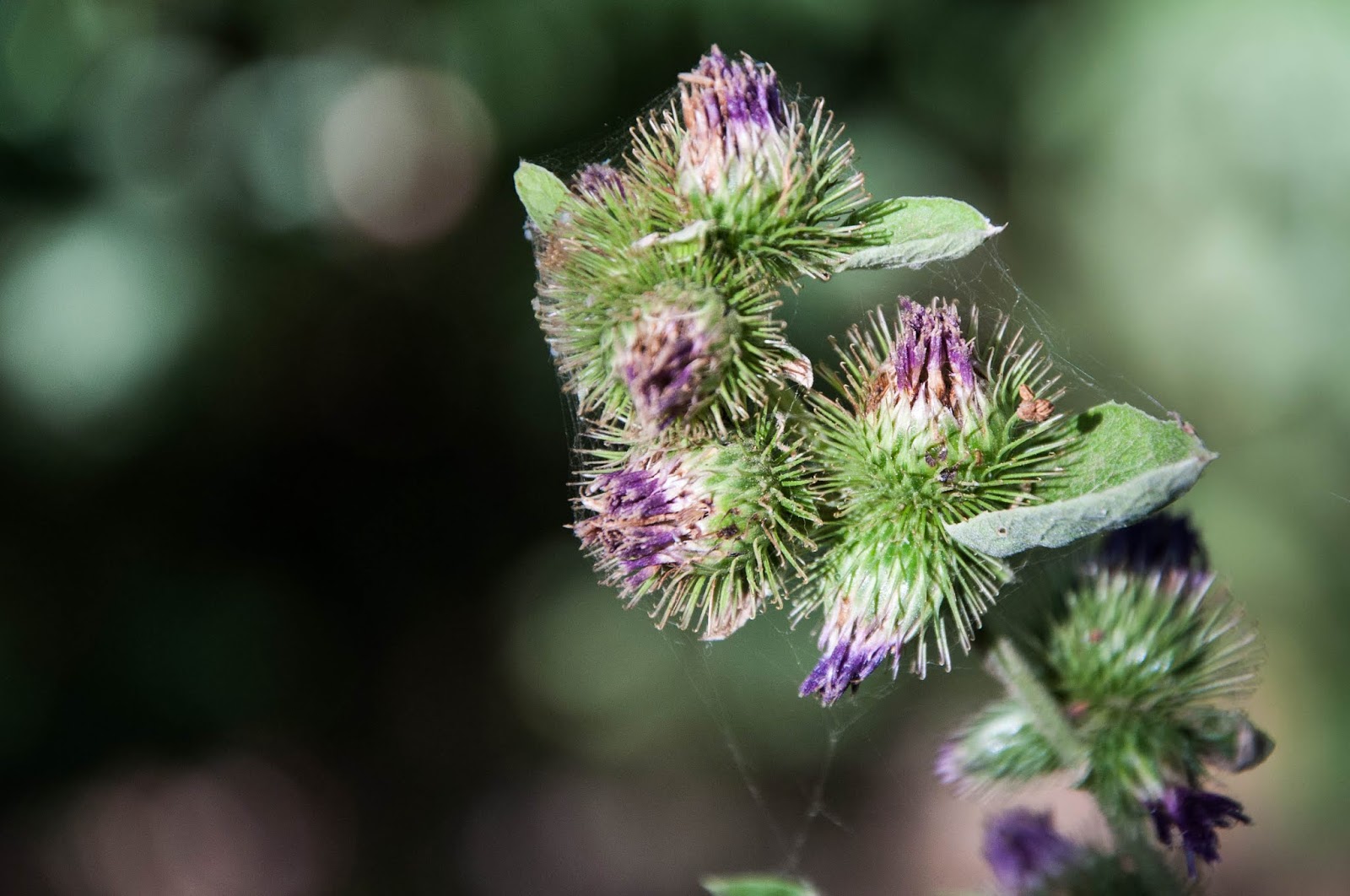 Desde Alájar: Lampazo menor o bardana