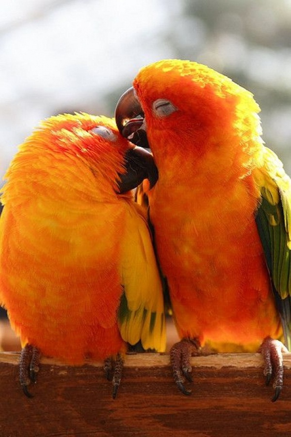 Falling in love (pic) Birds - Funny Photos | Funny mages Gallery
