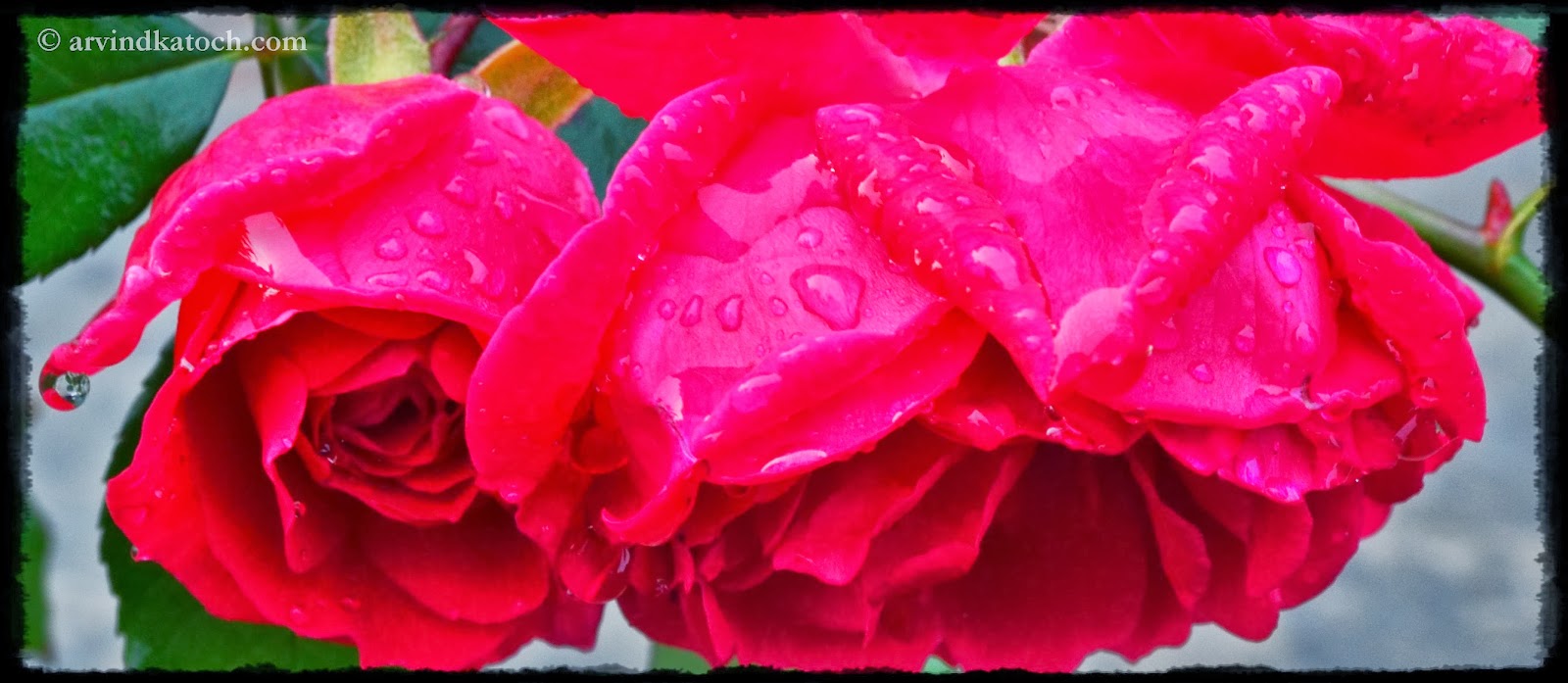 Beauty of Two Wet Roses