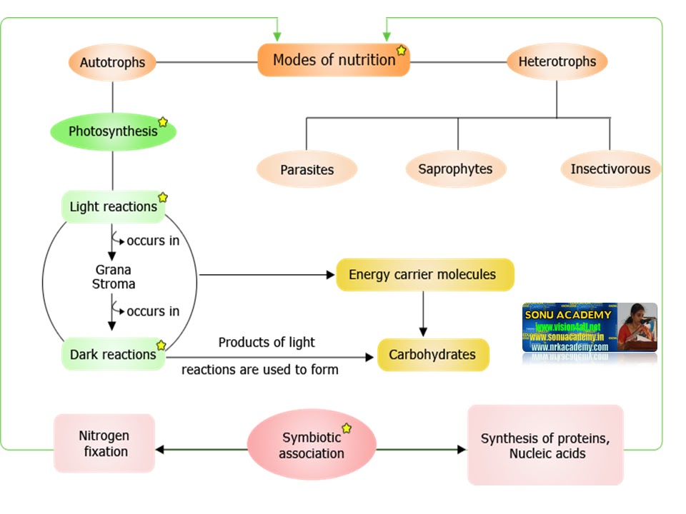 SONU ACADEMY: HETEROTROPHIC NUTRITION SAPROPHYES-TEXT
