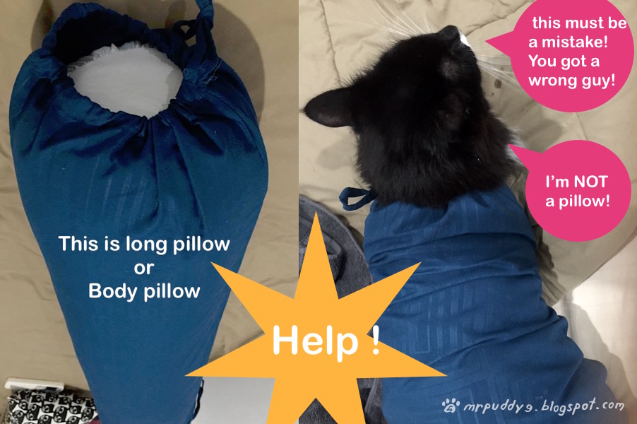 Mr. Puddy +: How to give a cat a tablet ( the successful one )