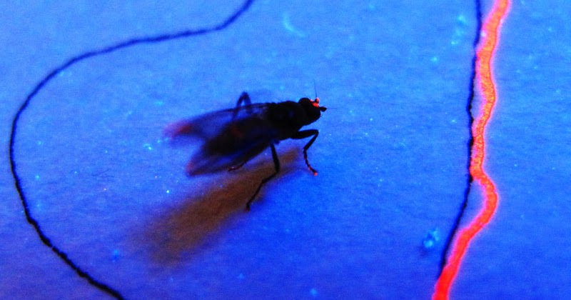 sarah roberts: making paintings for flies