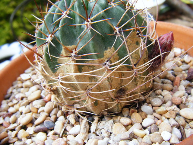 ¿Roya, araña......o ambas? Bacterias....?