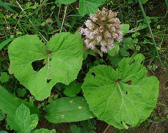 brusturele dulce planta medicinala-butterbur herb | farmacia naturala