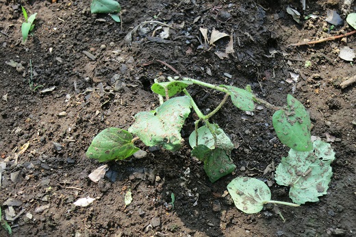 A Nuttycellist's Monologue: Hail has damaged the vegetables