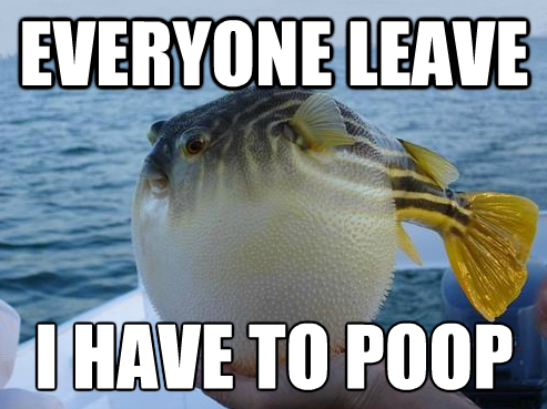 Animals: Puffer Fish