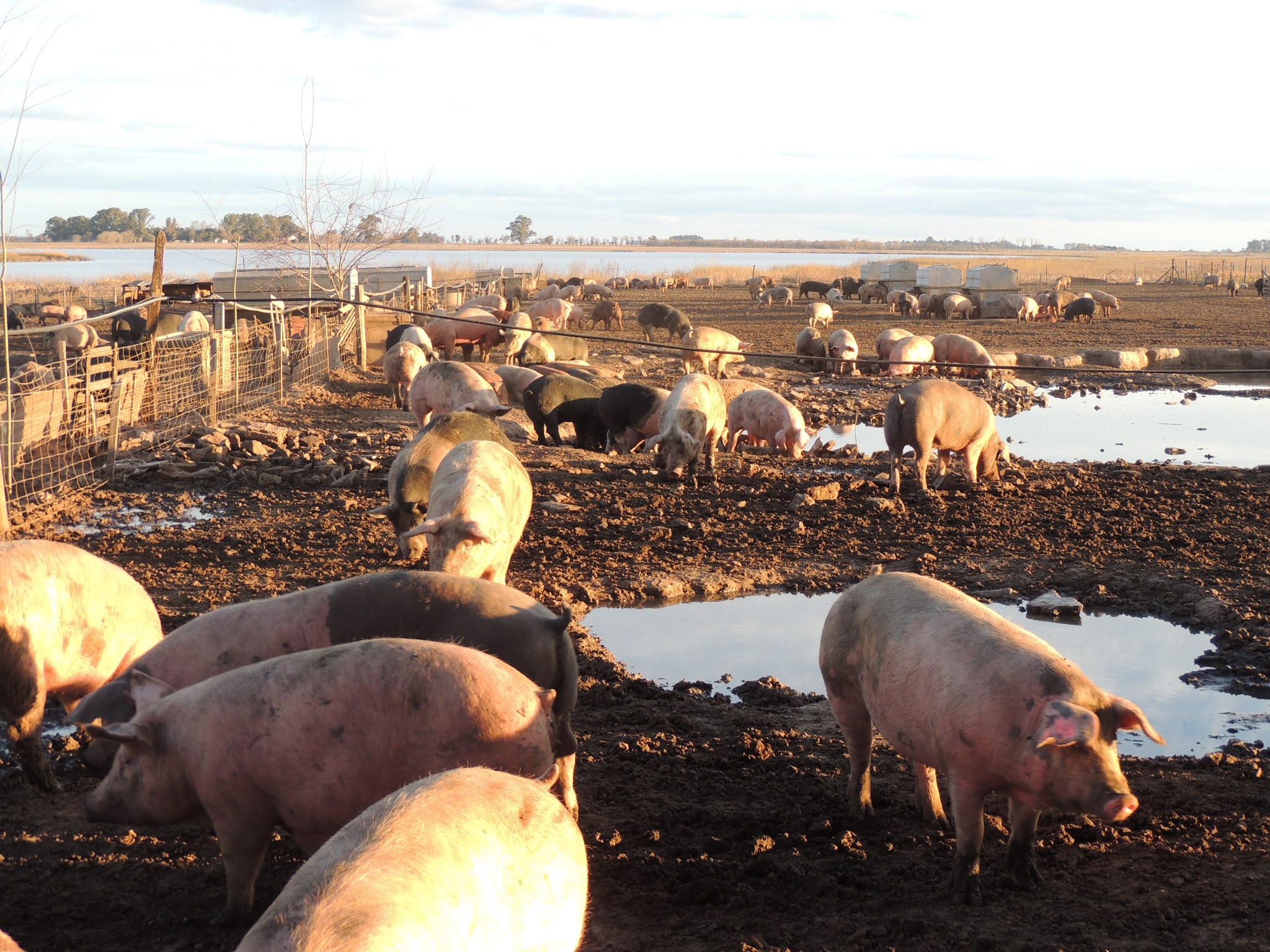 Claves Para Iniciarse en Porcicultura Familiar | Somos Campo