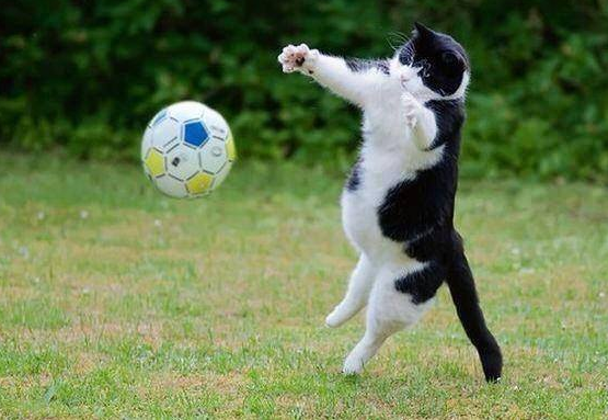 Cute Cat, Catch The Ball. ~ PewPaw