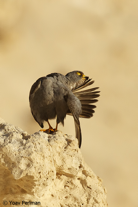 Yoav Perlman - birding, science, conservation, photography: Sooty Falcons
