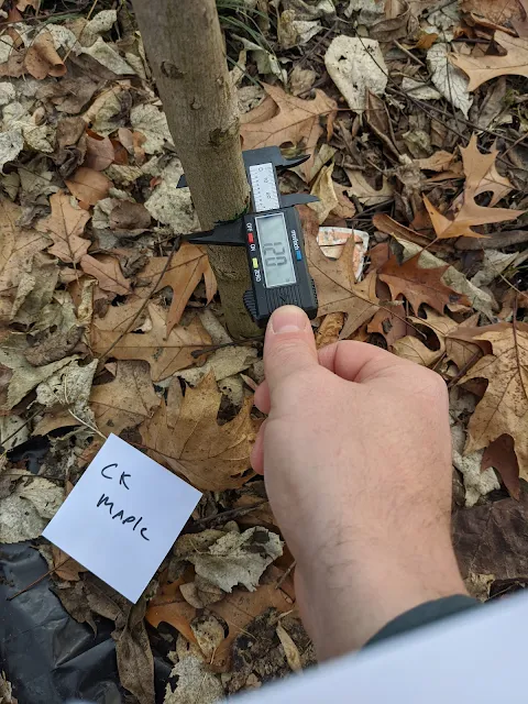 Backyard Tree Caliper Measurements - January 2020