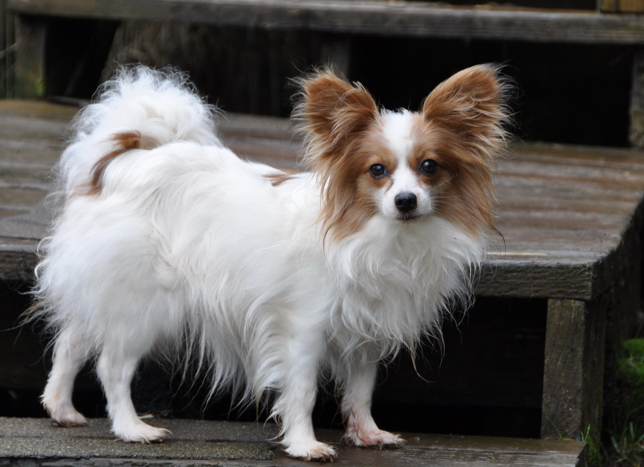 Road's End Papillons : 1 Week old Papillon Puppies