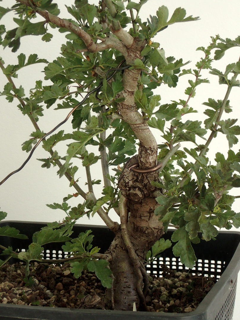 Histoires de Bonsaï: Une Aubépine