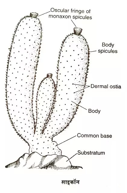 साइकॉन या स्काइफा (Sycon or Scypha): वर्गीकरण, लक्षण|hindi ~ SCIENCE'S ...