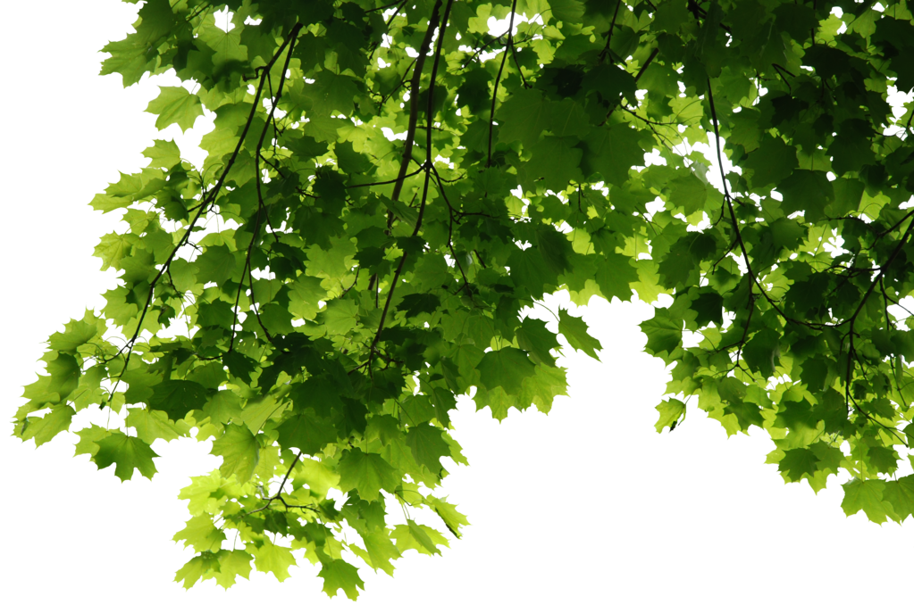 Ojas De Arbol Png Hojas De Arbol Png Folhas De Arvores Png Images