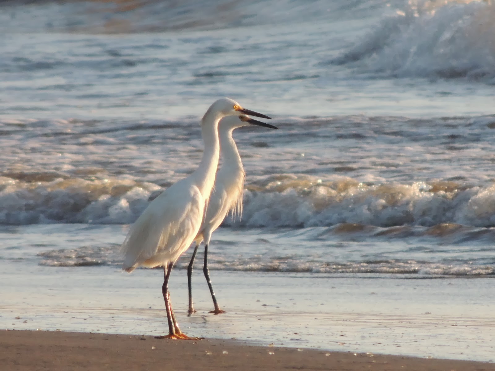 Viagens e Expedições: EXPLORANDO AVES NO LITORAL CATARINENSE
