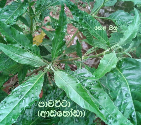Hela osu: පාවට්ටා (pawatta)