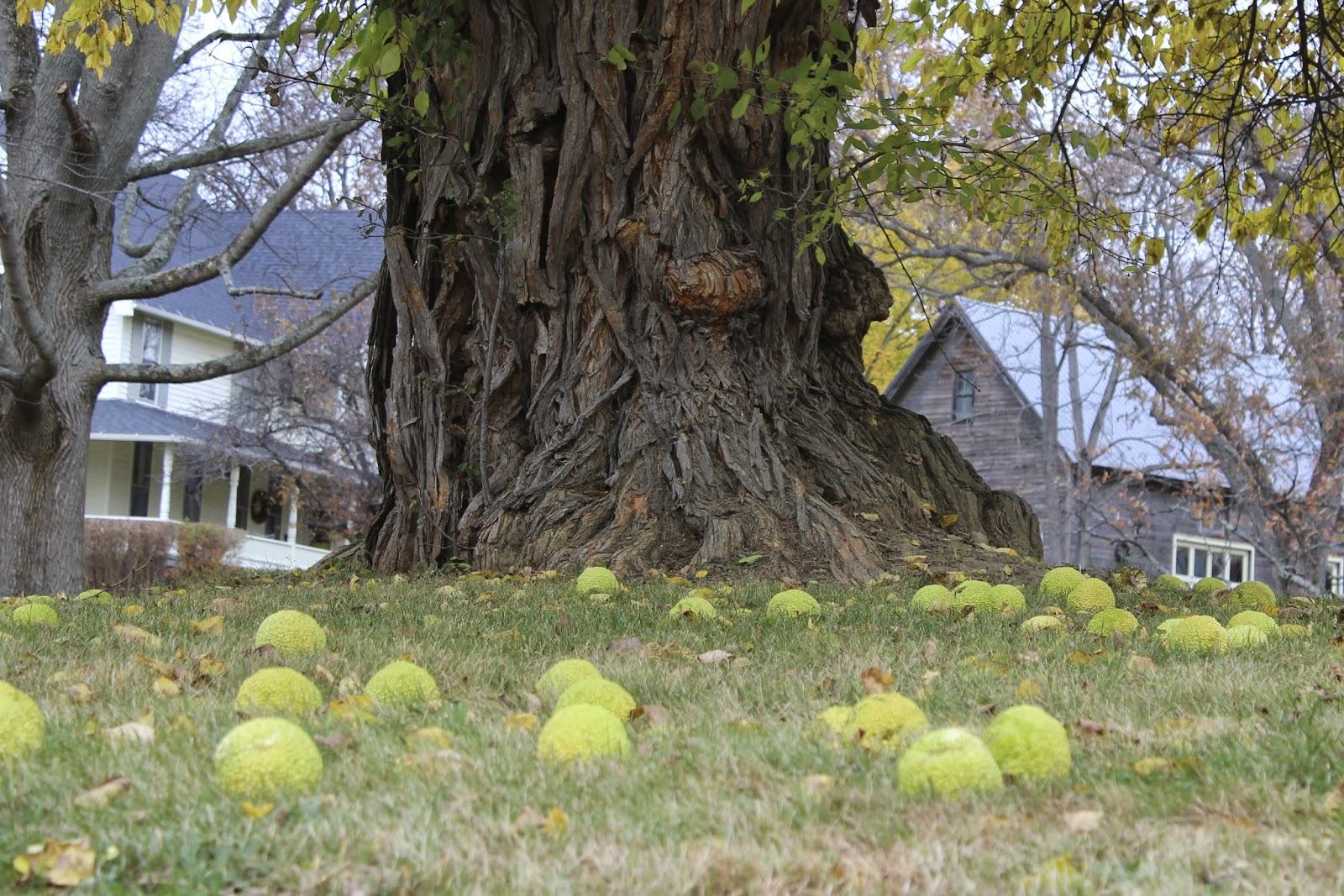 The Philosopher's Stone 2019: 2014 Osage-Orange Road Trip