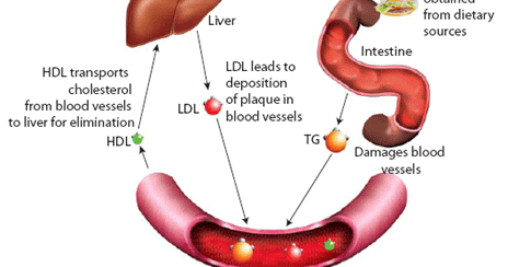 Difference between Cholesterol & Triglycerides