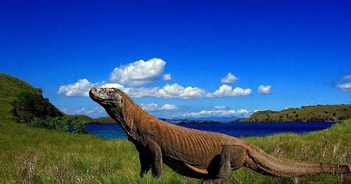 Bagaimana Telur Komodo Menetas? | Belajar Sampai Mati