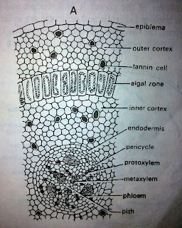 The Globe: Cycas : The Sago Palm