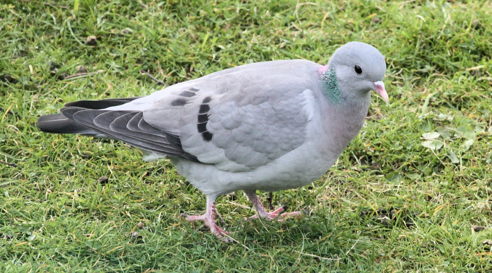 Cholsey Wildlife: Tuftie