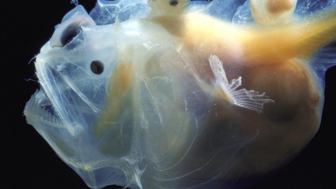 ANGLERFISH photos - wallpapers (ανανεωμένο) | the fun bank