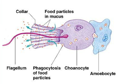BioGeodiversidadVillegas: Tronco Poríferos