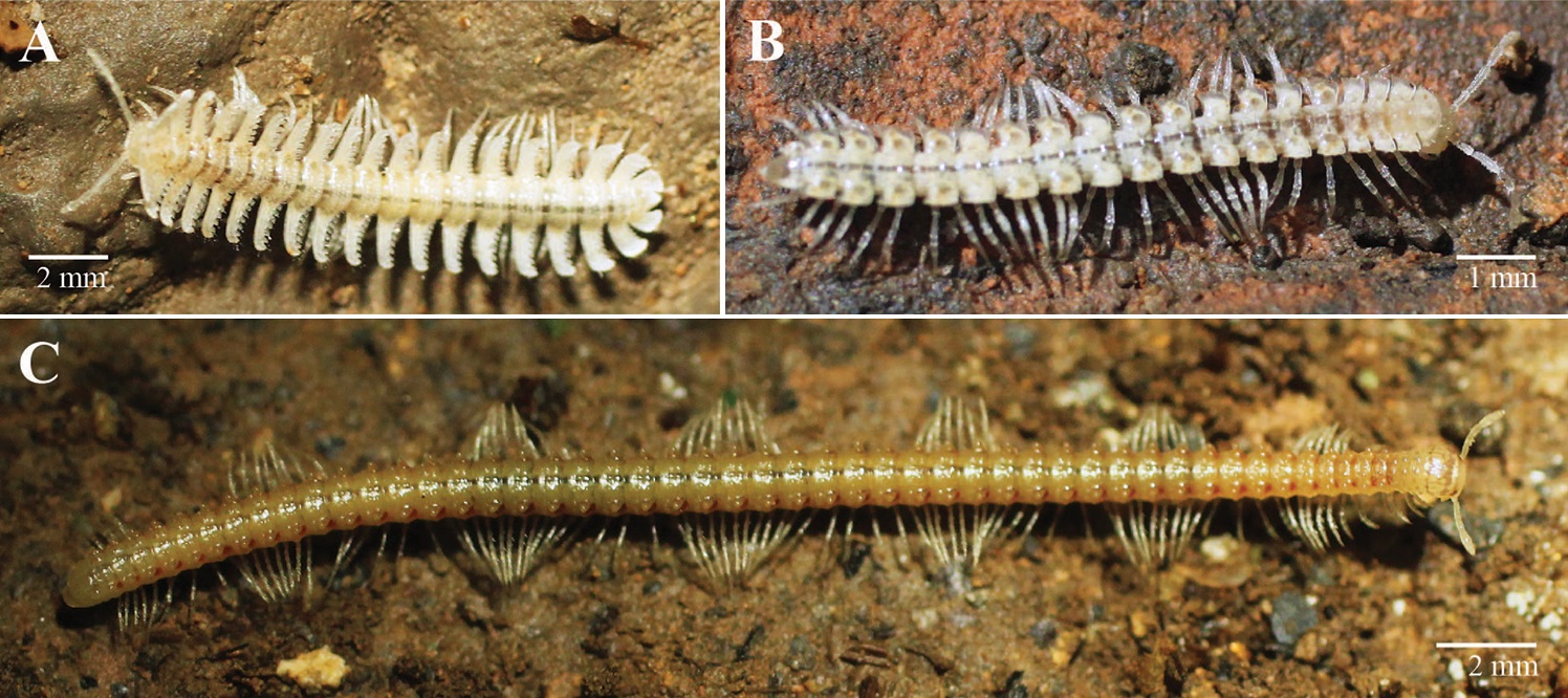 Species New to Science: [Diplopoda • 2019] Cave Millipede Diversity ...