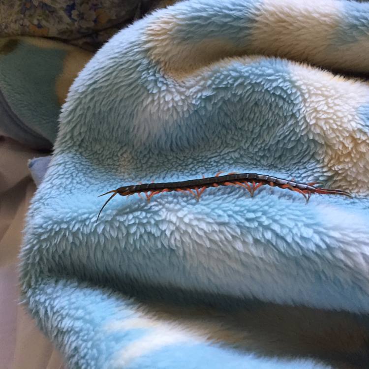 Wanderlust: Centipede nightmares