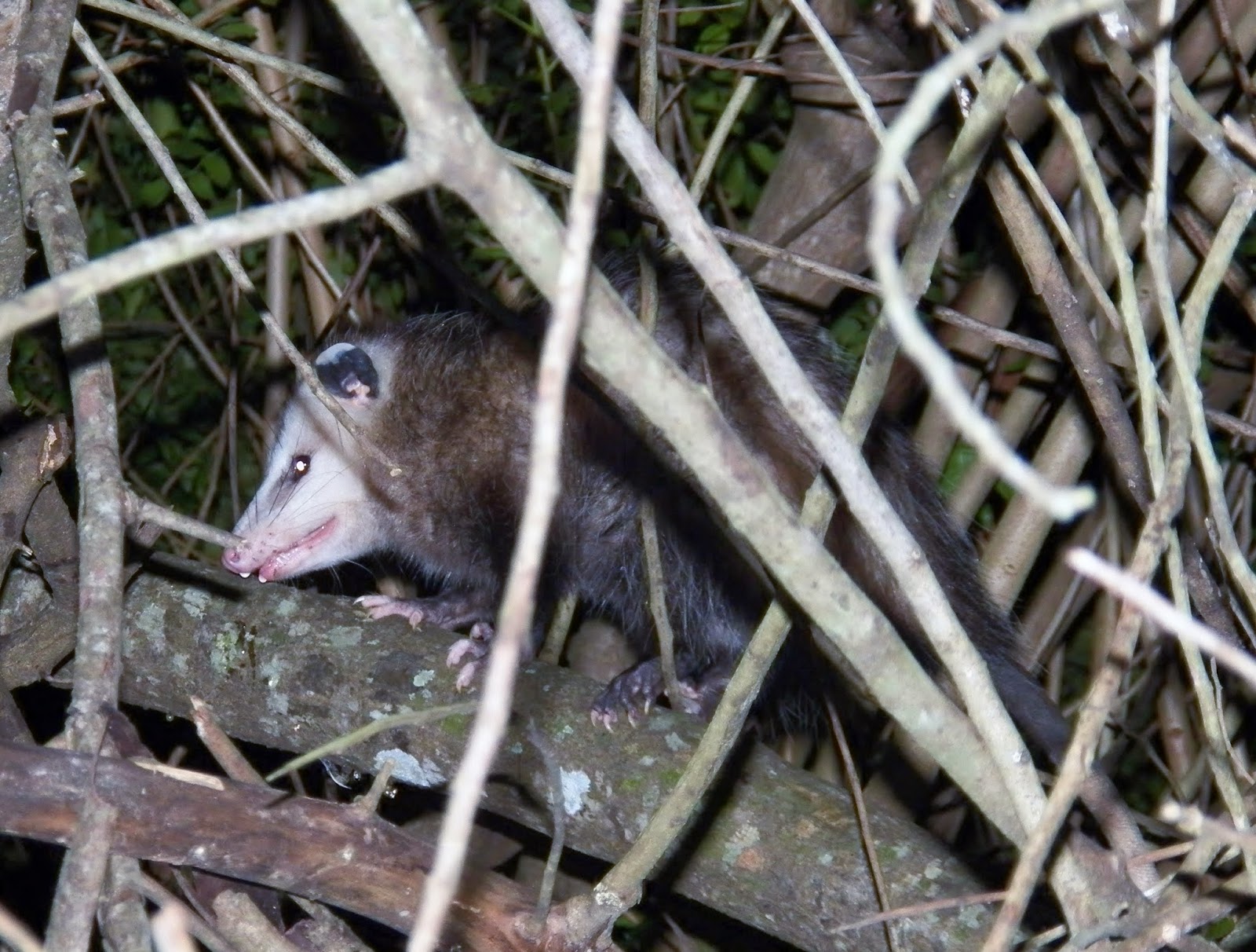 My Backyard: Monster in my Shit Tea