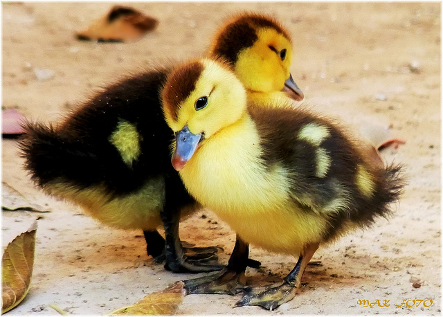 The Ducklings of Spring | The Ark In Space