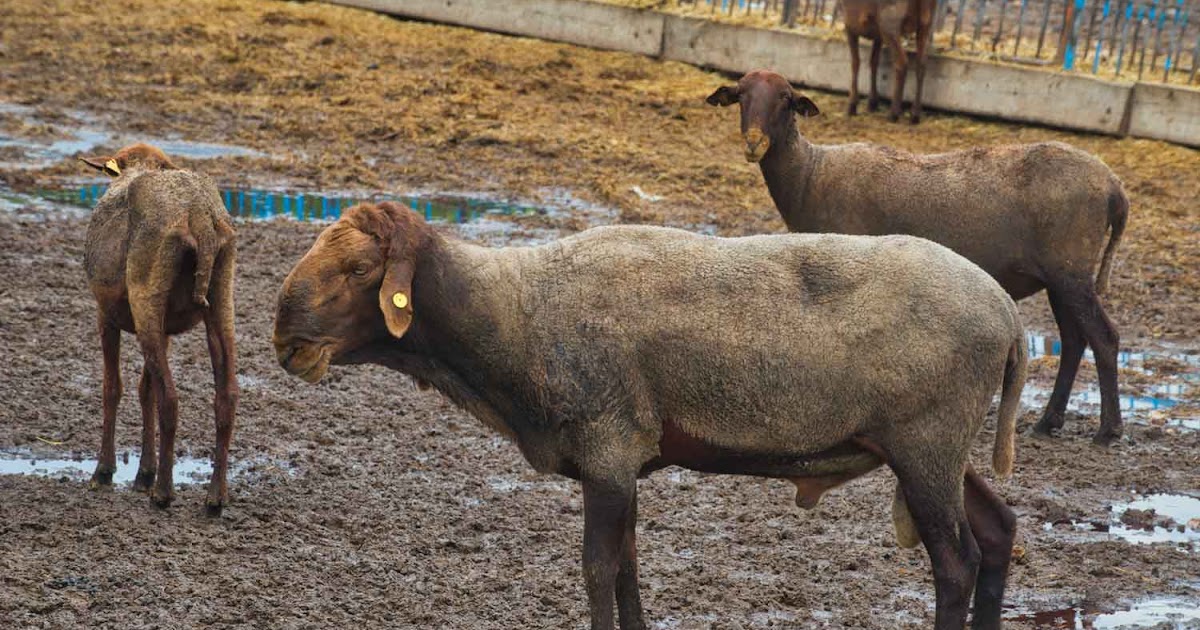 La extinción de la oveja Guirra
