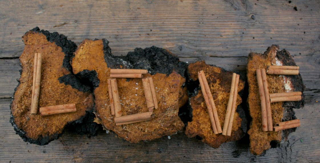 The Healthy Hoff: The Best Chaga?