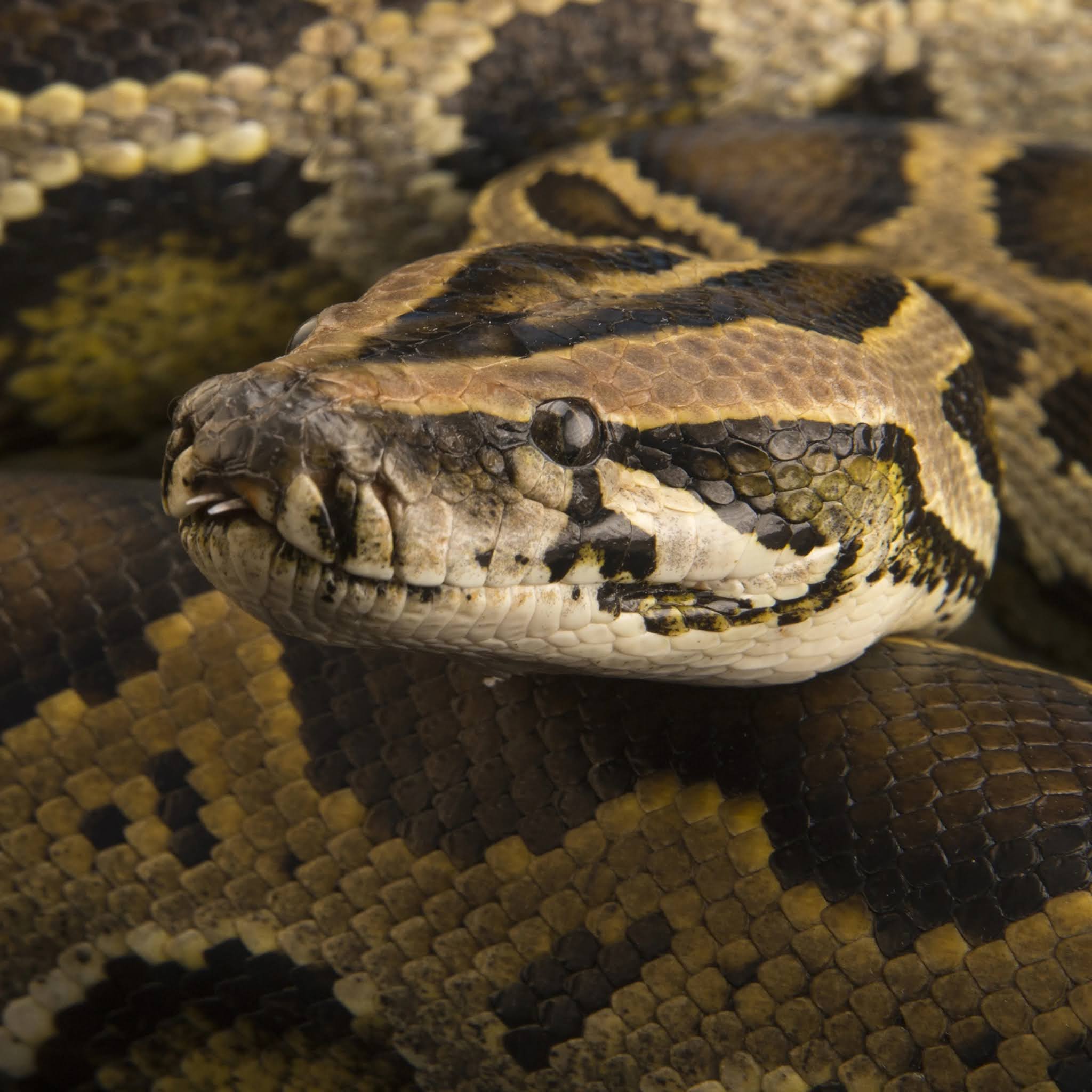 Are Pythons poisonous, or venomous? Python snakes habitat & diet