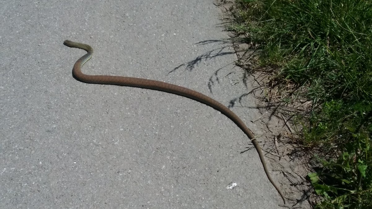 La Natura a la Baixa Tordera: Serp verda (Malpolon monspessulanus ...