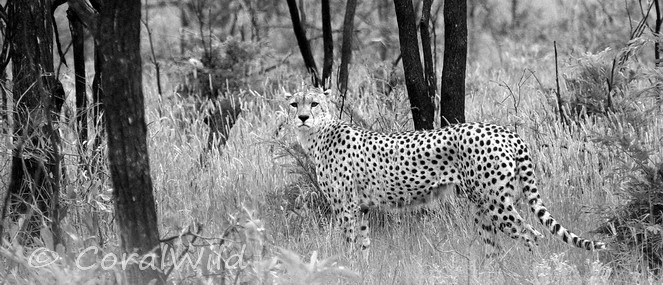 Coral Wild - A Safari Guides Diary: The Magnificent Cheetah