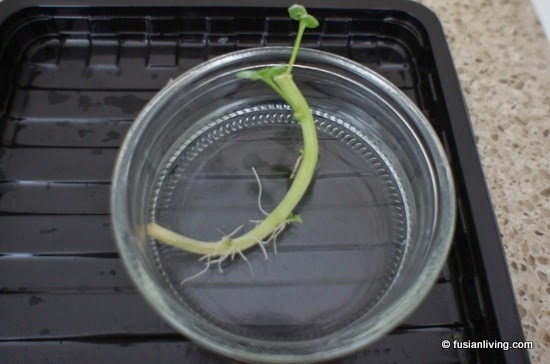 Easy way to Grow Watercress - Part 1: Propagate | Grow Your Own Veg ...